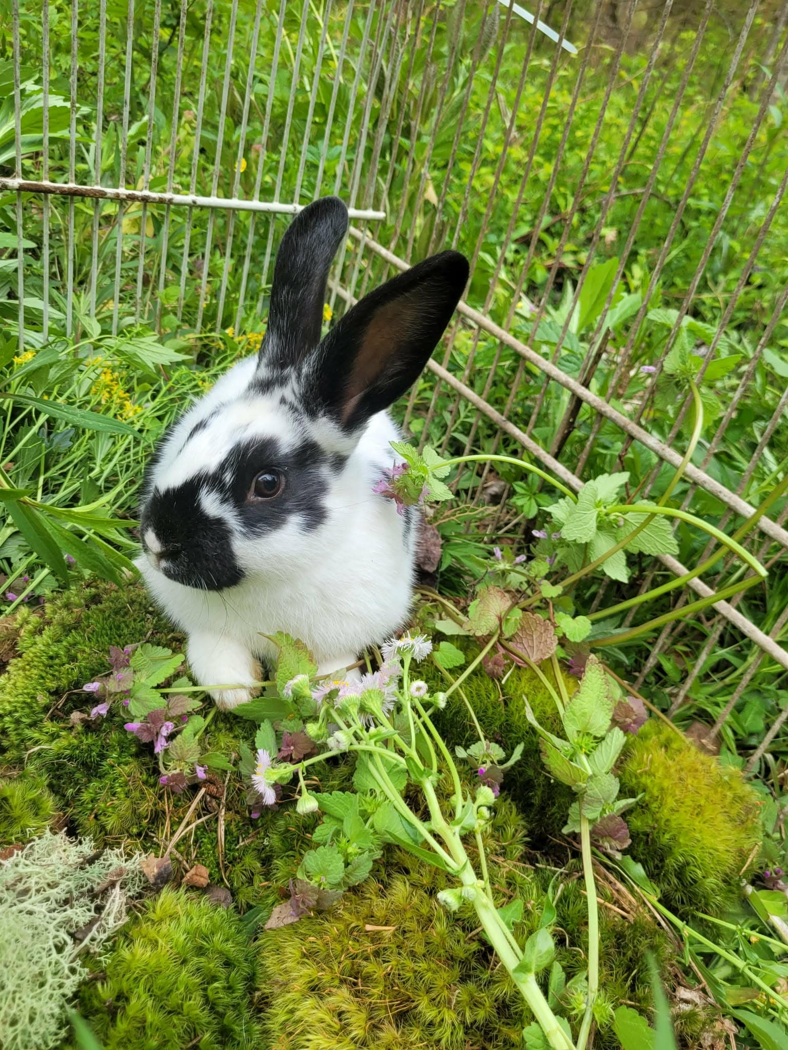 Rabbit Dispatch Made Simple: Common Humane Methods (Small Farm Guide ...