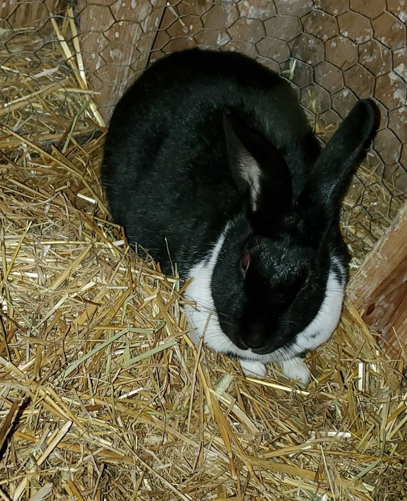 Rabbit Dispatch Made Simple: Common Humane Methods (Small Farm Guide ...